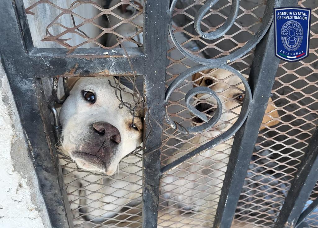 Rescatan 25 perros que sufrían maltrato en colonias de Juárez - Norte ...