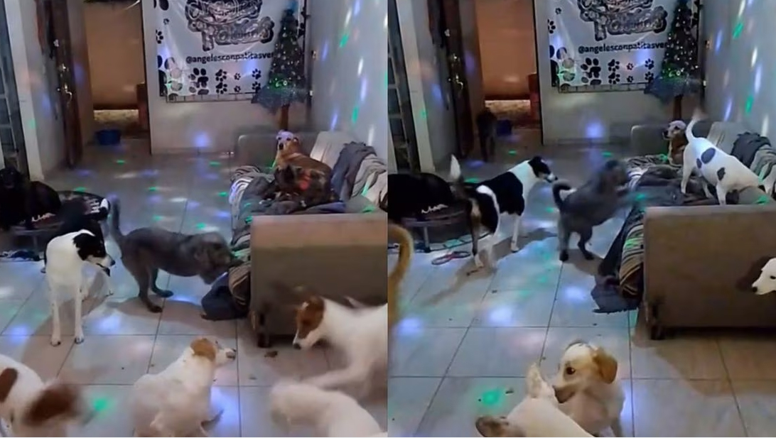 VIDEO: Albergue transmite a perros "bailando" y se vuelve viral el ...