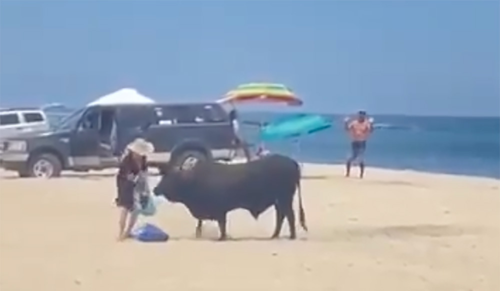 VIDEO: Así embistió un toro a una mujer en plena playa de Los Cabos ...
