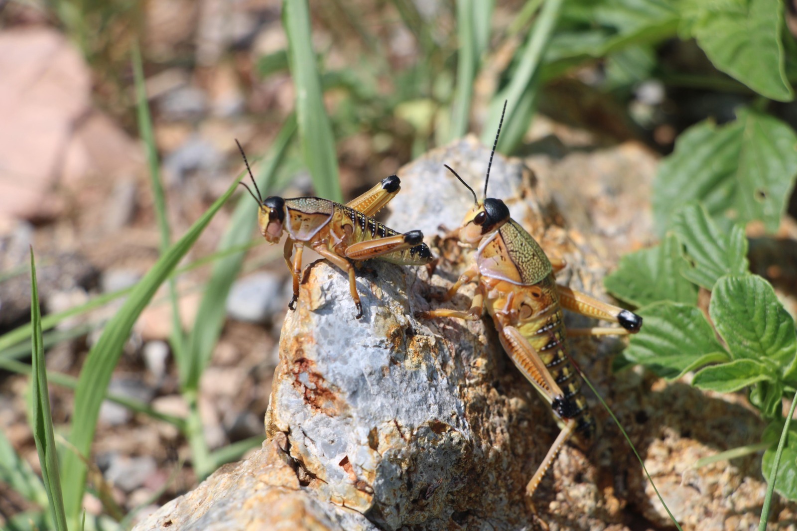 Aplican agentes biológicos para combatir plaga de chapulín - Norte De ...