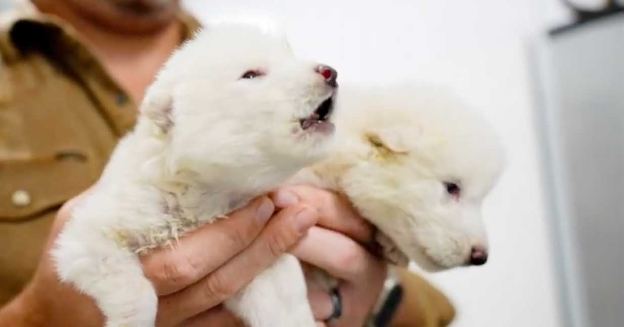 VIDEO: ¡Increíble! Empresa afirma haber revivido una especie de lobo ...